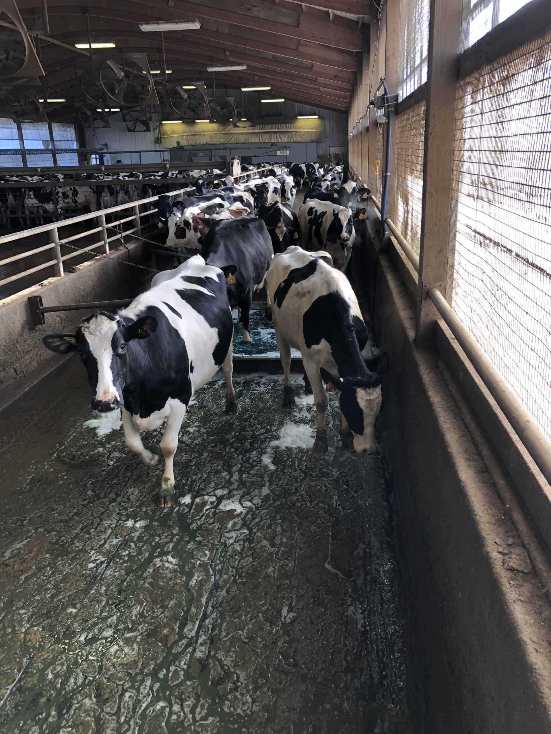 Footbath Design: Wider May Be Better | AgroChem USA