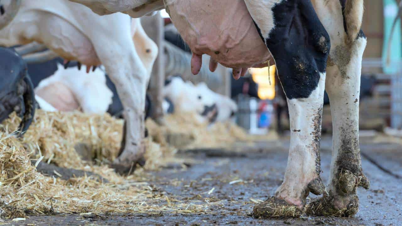 How to Manage and Control Digital Dermatitis | AgroChem